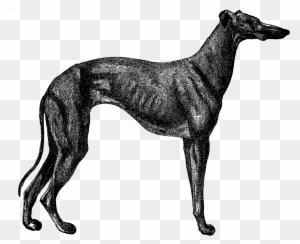 Digital Dog Greyhound Breed Clip Art Download - Grey Coonhound - Free ...