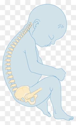Sitting Skeleton, Transparent PNG Clipart Images Free Download - ClipartMax