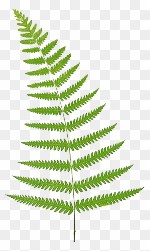 Fern Leaf Clip Art Fern Clip Art Remove - Ferns Clip Art - Free ...
