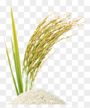 Rice Grain Clipart, Transparent PNG Clipart Images Free Download ...