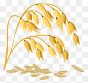 Rice Grain Vector Png Rice Stalk Png - Perfume - Full Size PNG Clipart ...