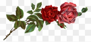 Download File - Rose Overlay Png - Free Transparent PNG Clipart Images ...