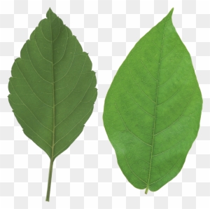 Foliage Clipart Real - Leaves Png - Free Transparent PNG Clipart Images ...