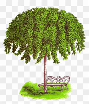 How Lovely It Would Be To Sit There In The Afternoon, - Elm Tree ...