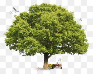 Collins Gem Trees - Free Transparent PNG Clipart Images Download