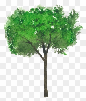 Glossy Privet - Free Transparent PNG Clipart Images Download