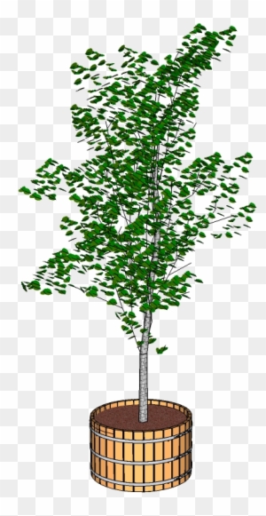 Tree In Tub Png - Free Transparent PNG Clipart Images Download