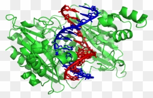 Enzyme Clipart, Transparent PNG Clipart Images Free Download - ClipartMax