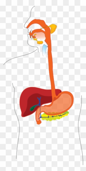 Digestive System Cut Out Diagram - Free Transparent PNG Clipart Images ...