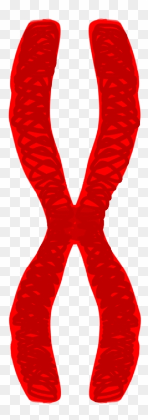 Chromatid Pair Red - Zipper - Free Transparent PNG Clipart Images Download