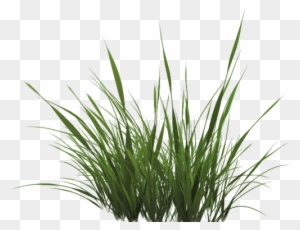 Grass Alpha Texture