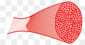 Muscle Clip Art, Transparent PNG Clipart Images Free Download - ClipartMax